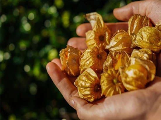 31 Fabulous Foods That Start with "I"