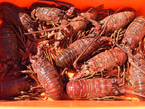 14 Types of Lobsters