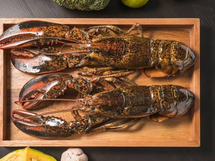 14 Types of Lobsters