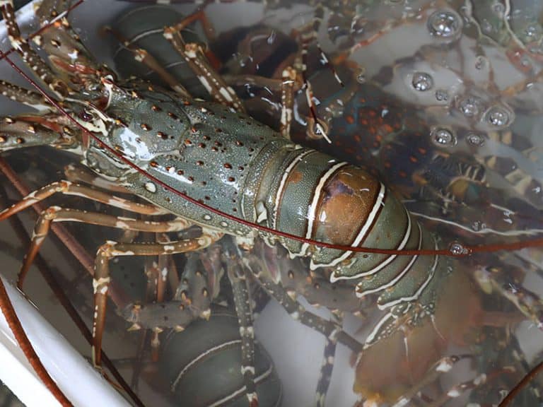 14 Types of Lobsters