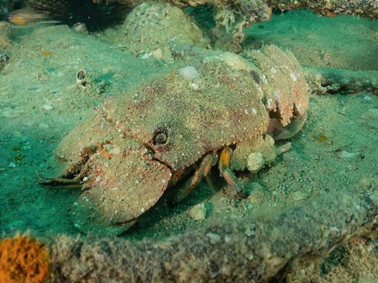 14 Types of Lobsters
