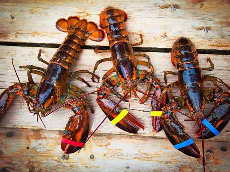14 Types of Lobsters