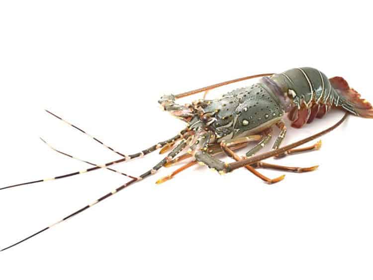 14 Types of Lobsters