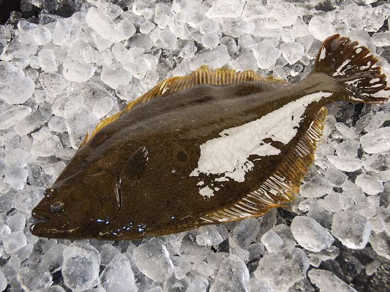 What Does Flounder Taste Like?