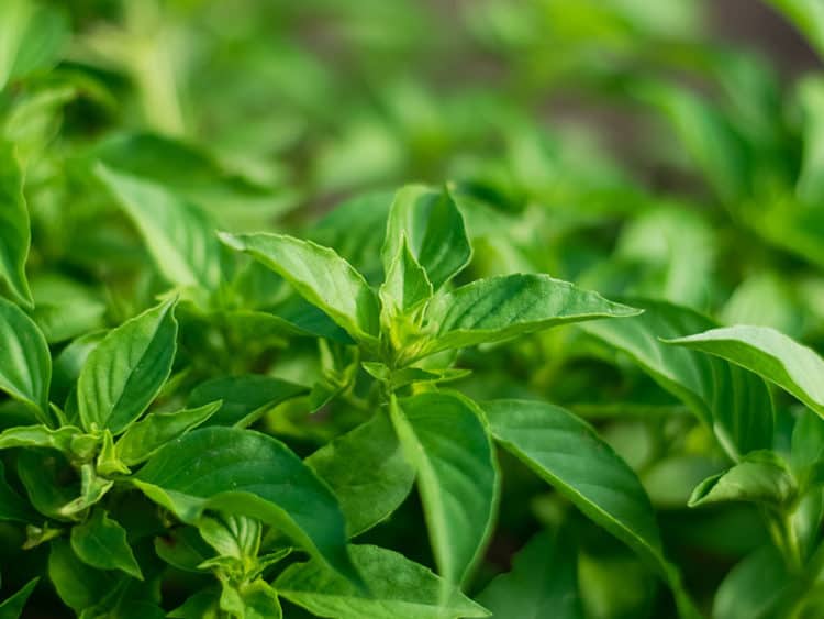 11 Best Substitutes for Thai Basil