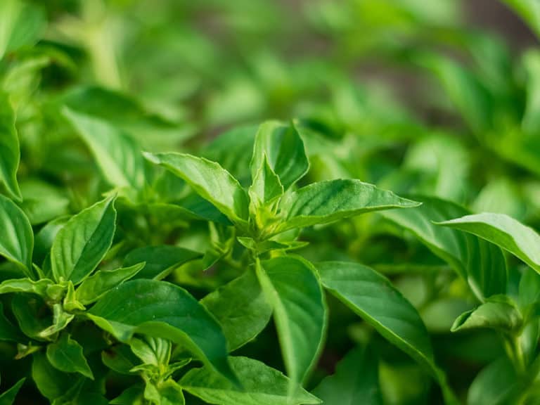 11 Best Substitutes for Thai Basil