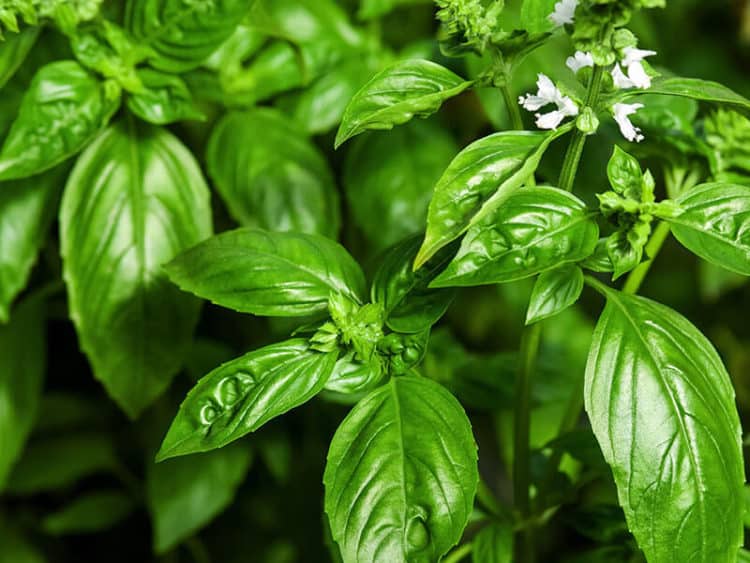 11 Best Substitutes for Thai Basil