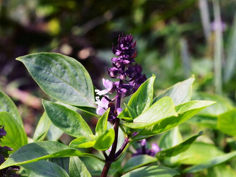 11 Best Substitutes for Thai Basil