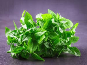11 Best Substitutes for Thai Basil