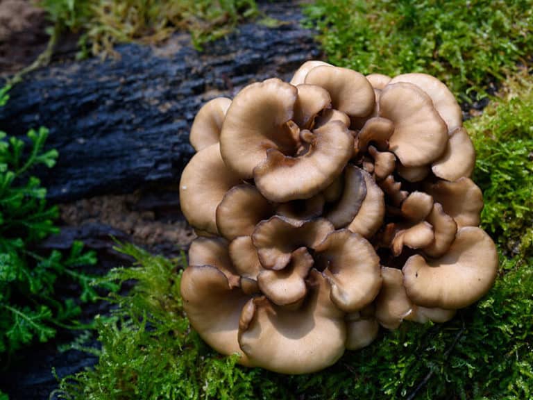 13 Best Substitutes for Shiitake Mushrooms