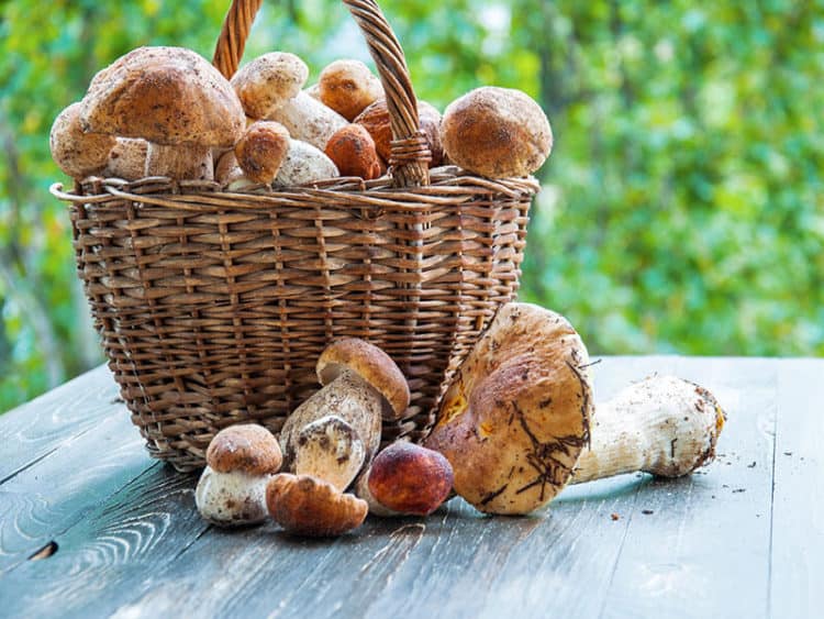 13 Best Substitutes for Shiitake Mushrooms