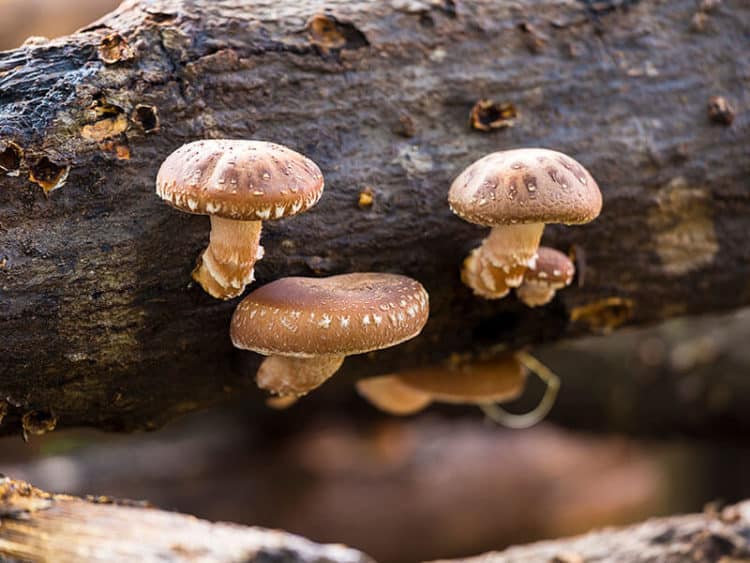 13 Best Substitutes for Shiitake Mushrooms