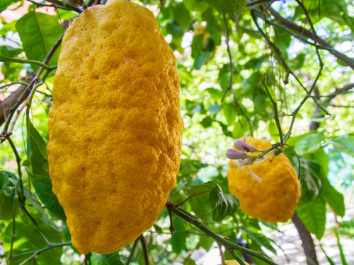 25 Types of Citrus Fruits