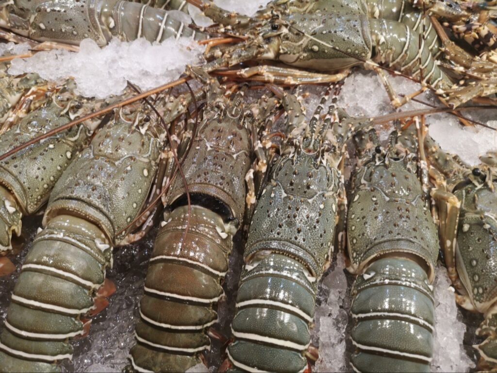 16 Exotic Lobster Types for Your Next Feast - The Breslin